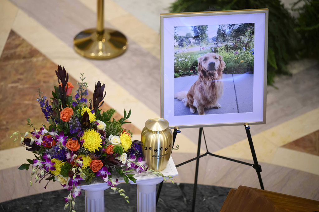A slain Minnesota lawmaker's beloved dog, Gilbert, stays with her as ...