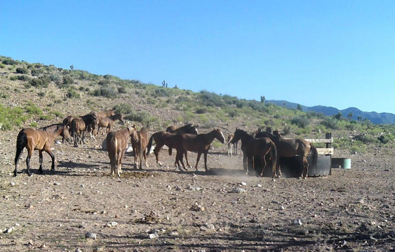 6 Nevada wild horses show up in Texas kill pens, and rescue group ...