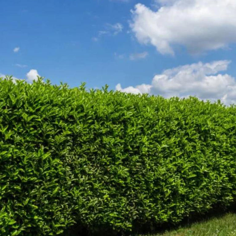 Need privacy planting inspo? Michelle and Barack Obama's Chicago home ...
