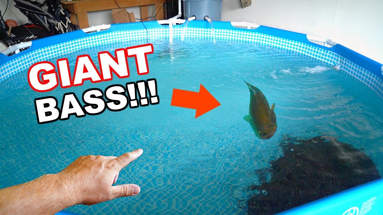 Biggest bass ever caught in a pool pond surprises angler