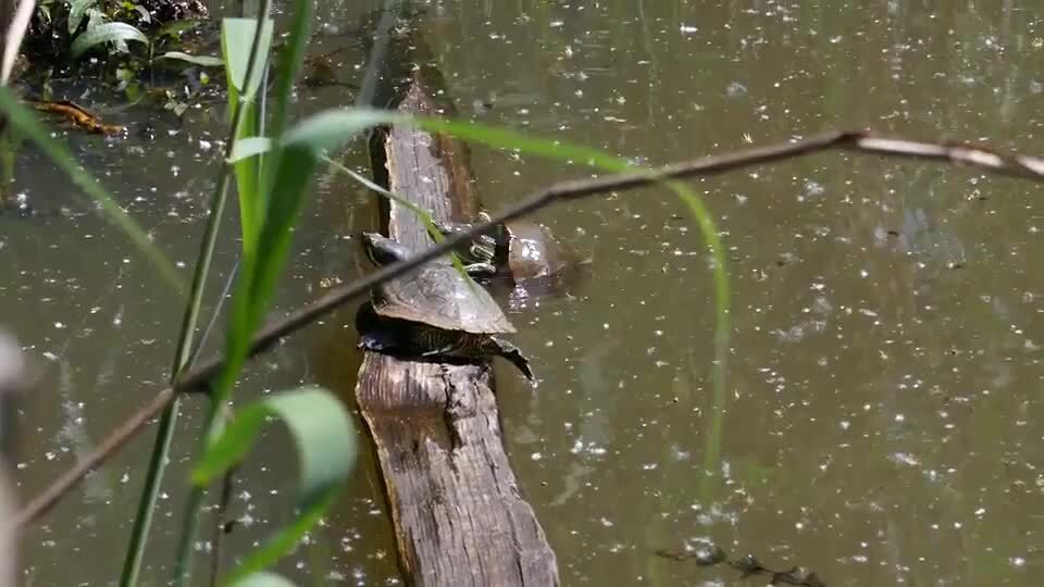 Turtle Struggles to Climb onto Log