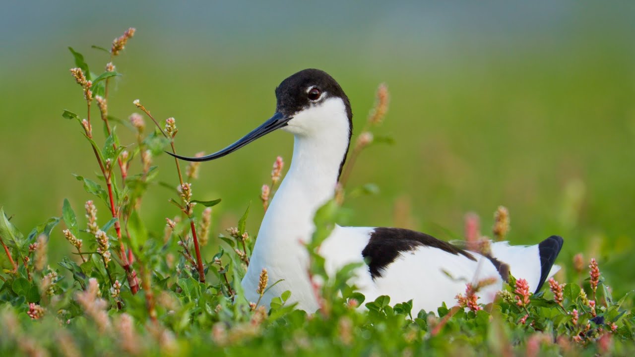 Pied Avocet Chick Hatching from the Egg ~ Recurvirostra avosetta 🐣🥚