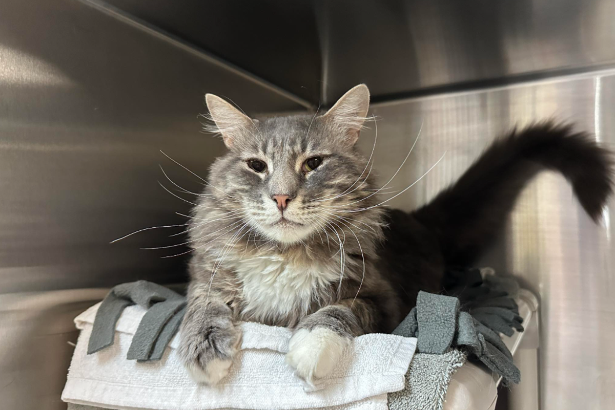 ‘Needy’ cat returned to shelter after surviving Los Angeles wildfire ...