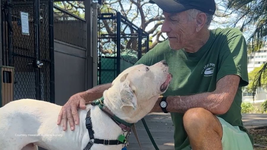 Keep your pet safe during July 4 celebrations: Hawaiian Humane Society