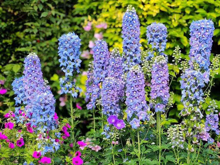 Dank dieser Gartenarbeit: 3 Stauden blühen gleich zweimal