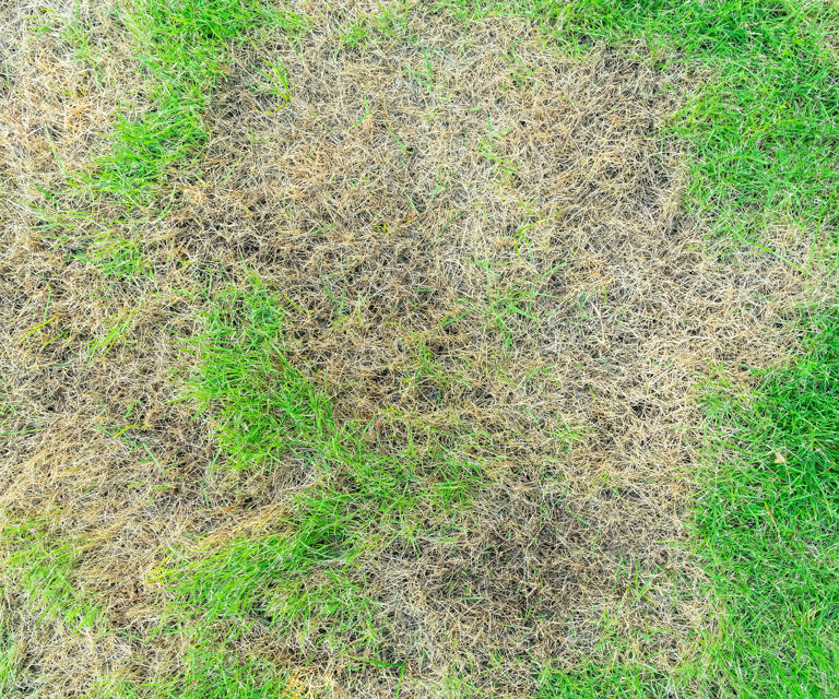 Is laying turf over grass a clever lawn hack or a waste of time?