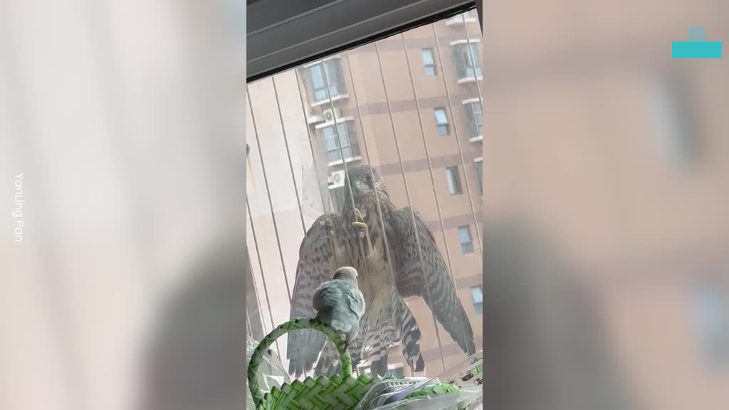 Wild Falcon Obsessed With Pet Parrot