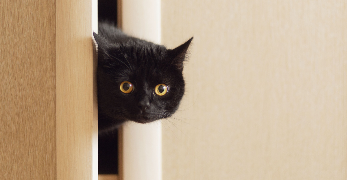 Acoustic Kitty: How the CIA tried to win the Cold War with spy cats