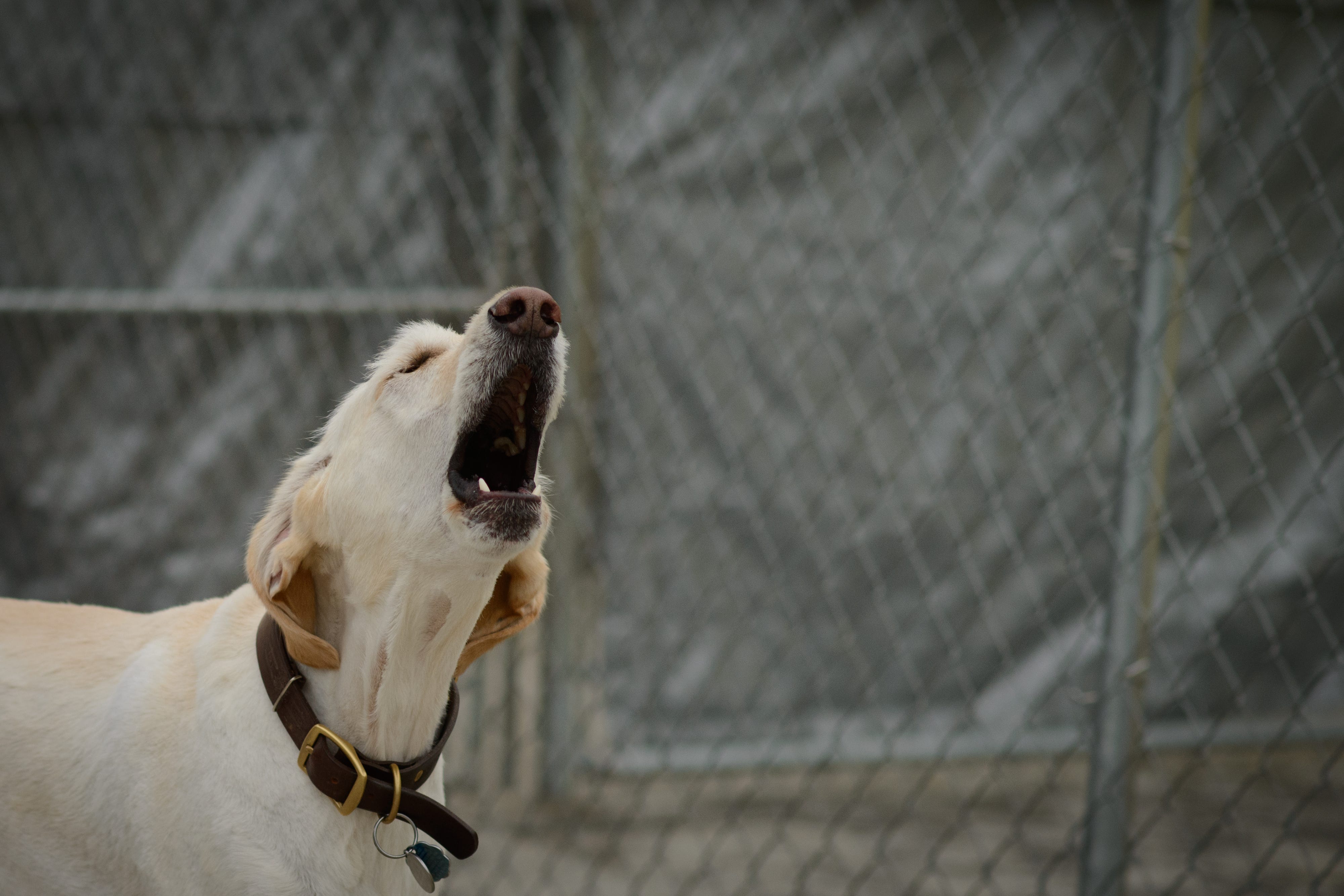 Barking dogs, loud mowers: What Fayetteville's city ordinance says ...