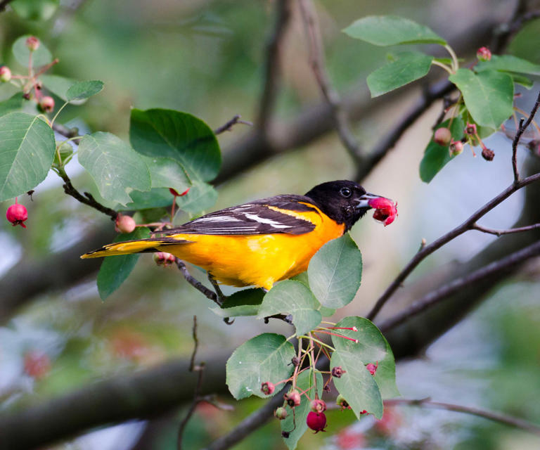 5 native plants to feed birds in winter - see our expert recommendations