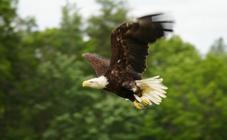 A bald eagle's 'horrendous' injury was healed with this surprising ...