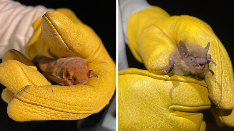 Researcher found some bats eat spotted lanternflies. Here's how this ...