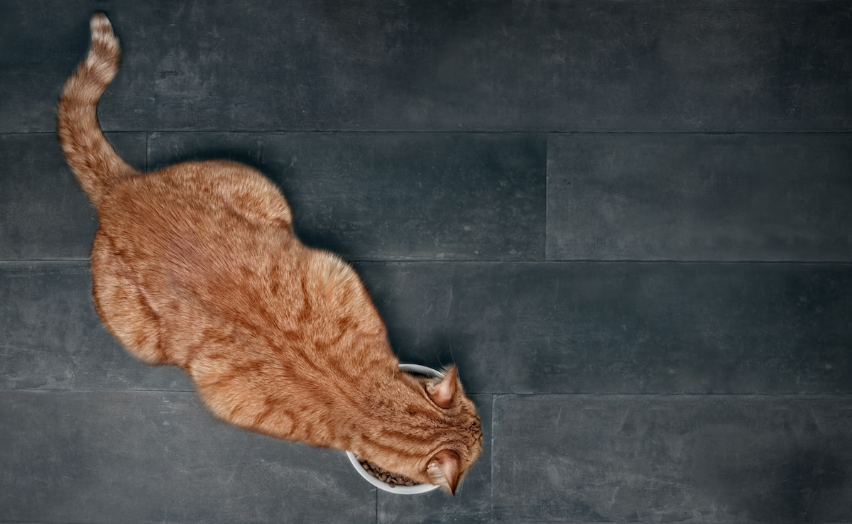 One-Eyed Cat Eats Her Own Pasta Like a Tiny Orange Italian Grandma