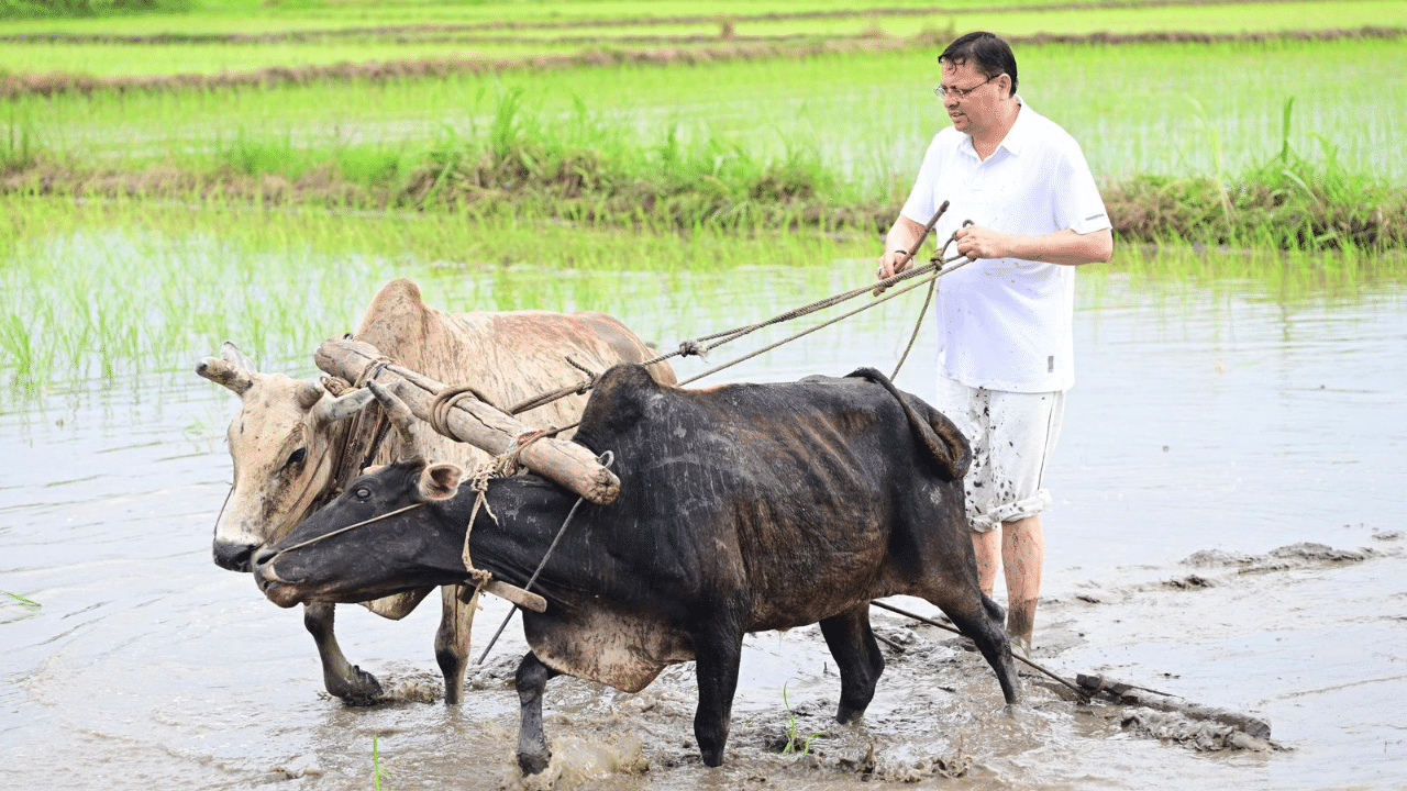 Uttarakhand CM Pushkar Dhami plants paddy in Khatima, pays tribute to ...
