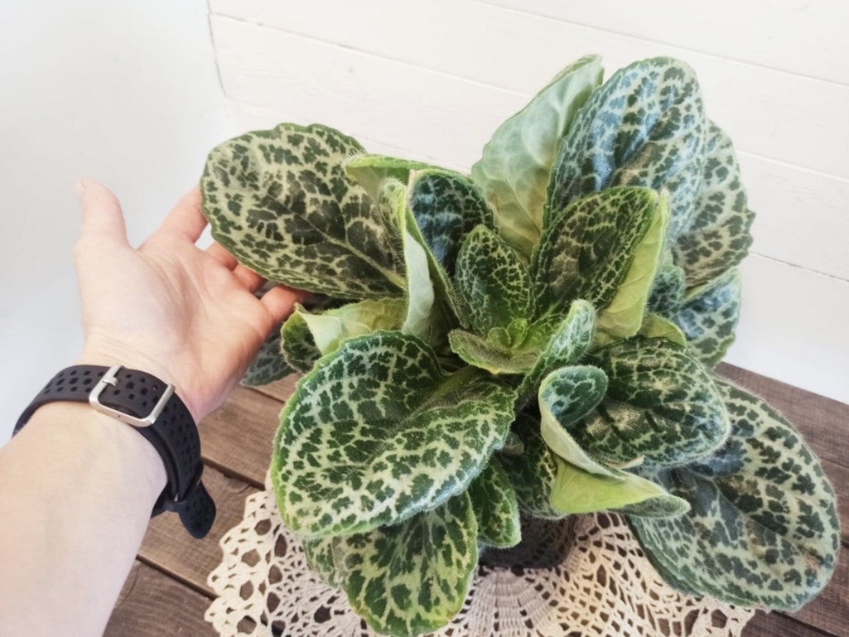 Streptocarpus ‘Pretty Turtle’: Guía completa de cuidados, floración y ...