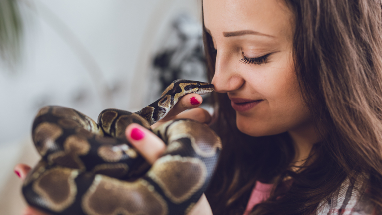 Meet the ball python and explore why it’s winning hearts as the perfect ...
