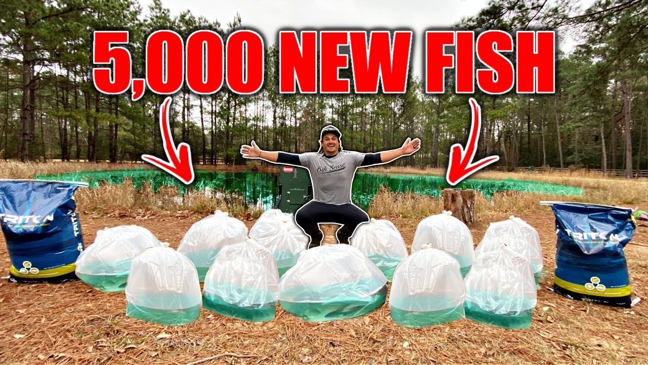 Stocking backyard pond with 5000 new fish for feeding frenzy
