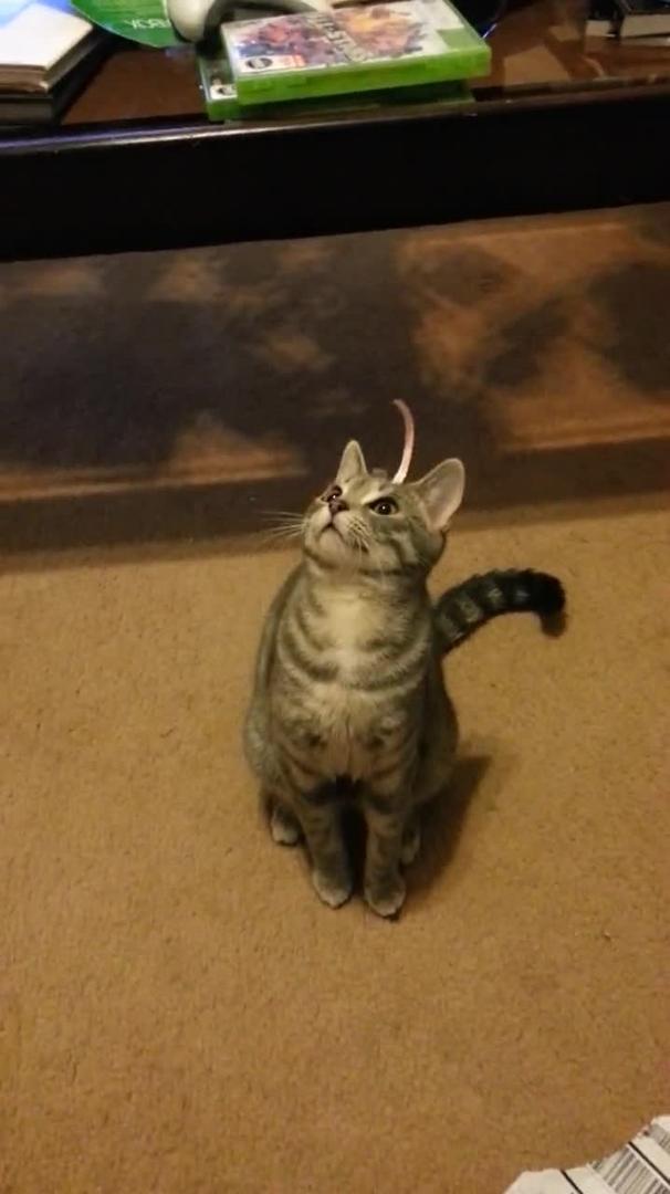 Cat Confused with Object on Head