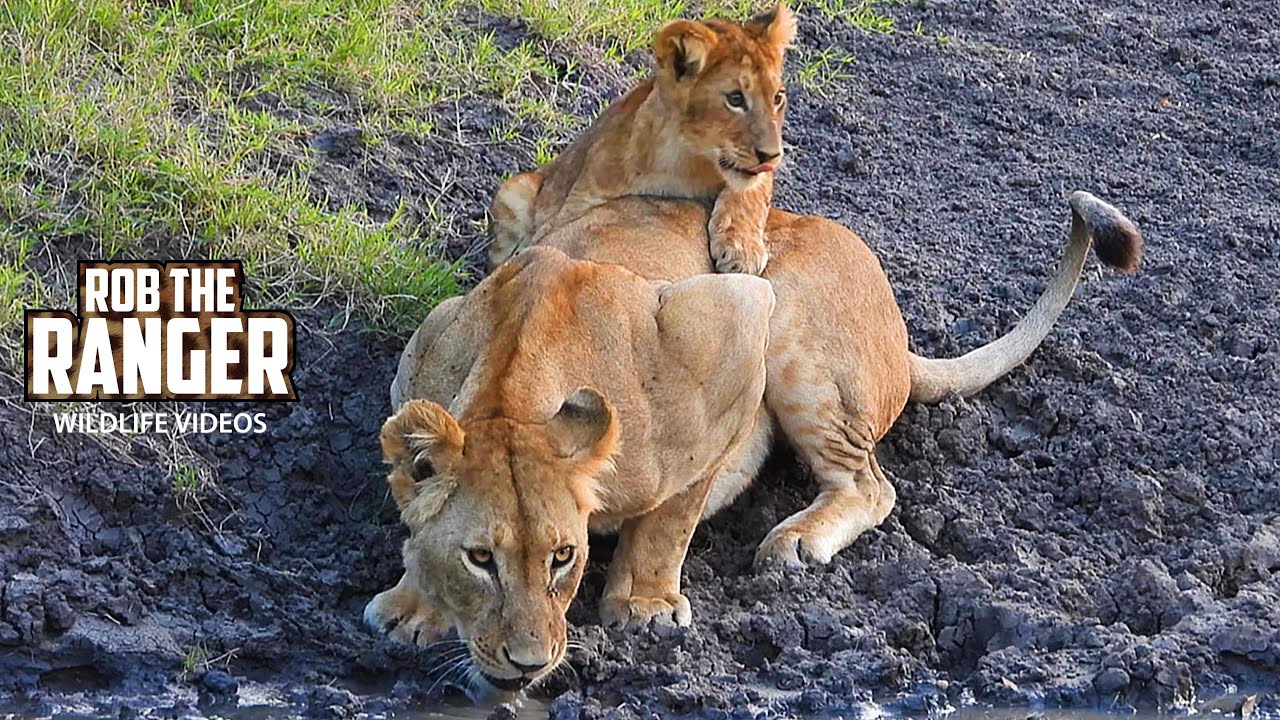 Lion Cub Assists Lionesses: Unique Safari Behavior Observed