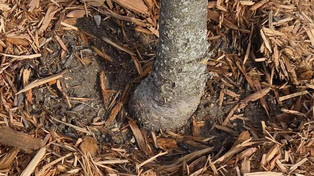 Homeowner uncovers major issue with seemingly harmless landscaping ...