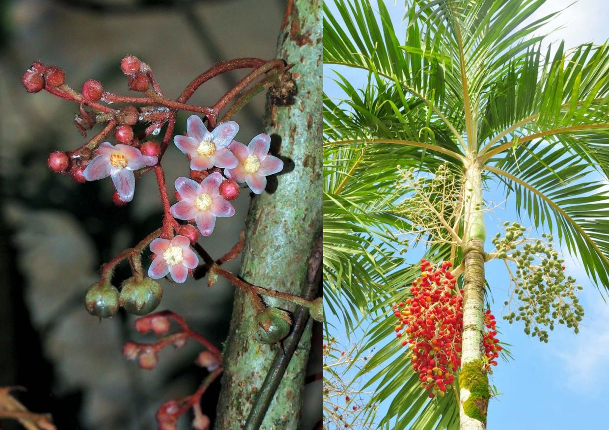 Sabah Forestry Dept working with UK conservation group to save two ...