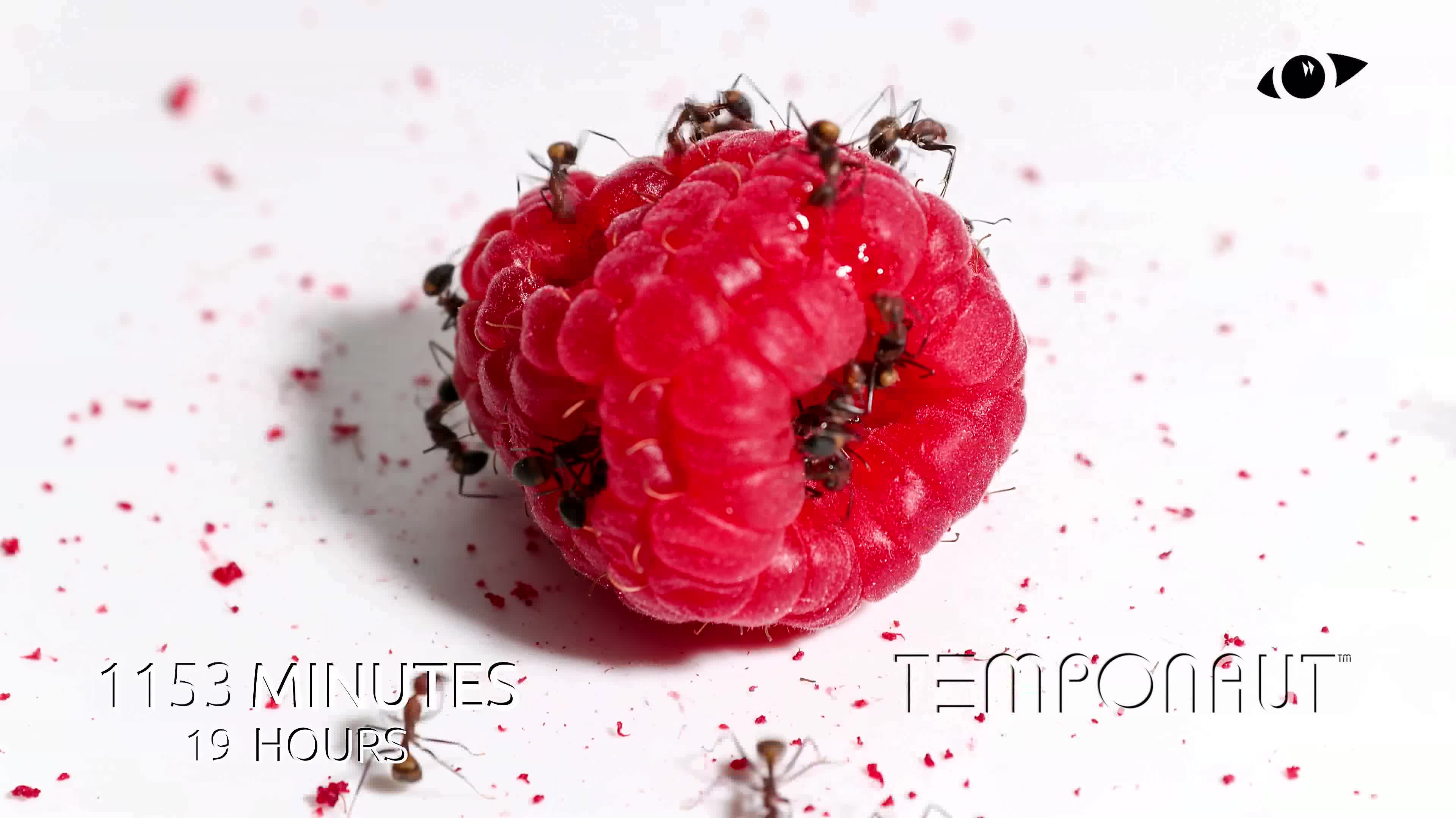 Ants vs. Raspberry: Watch This Juicy Battle Unfold in Time-Lapse
