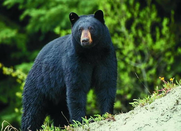 Missouri's bear population growing. Here's what to know