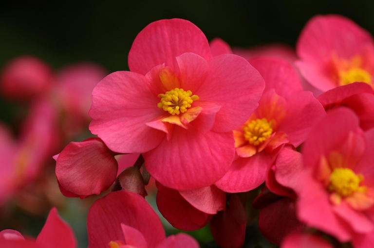 14 tipos de begonias y la guía más completa de cuidados en casa