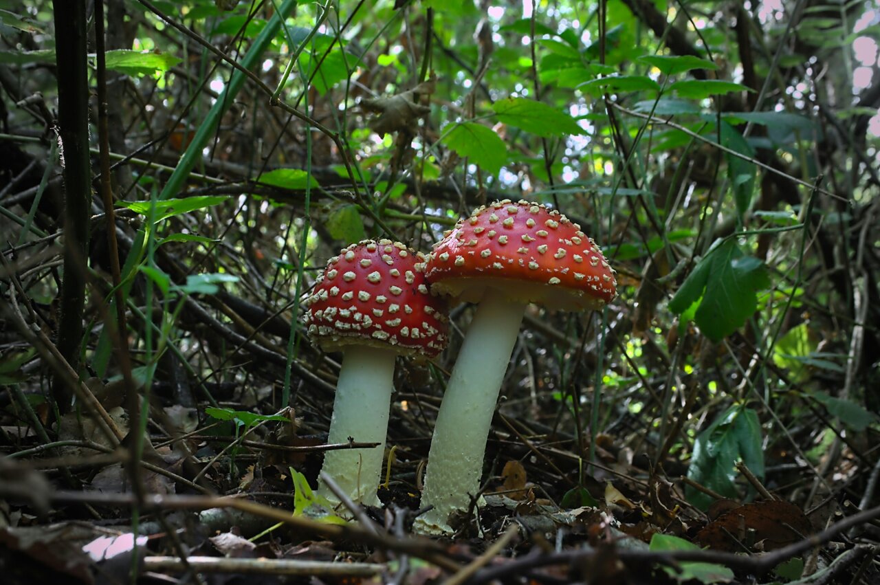 Most plant-friendly fungi are a mystery to scientists