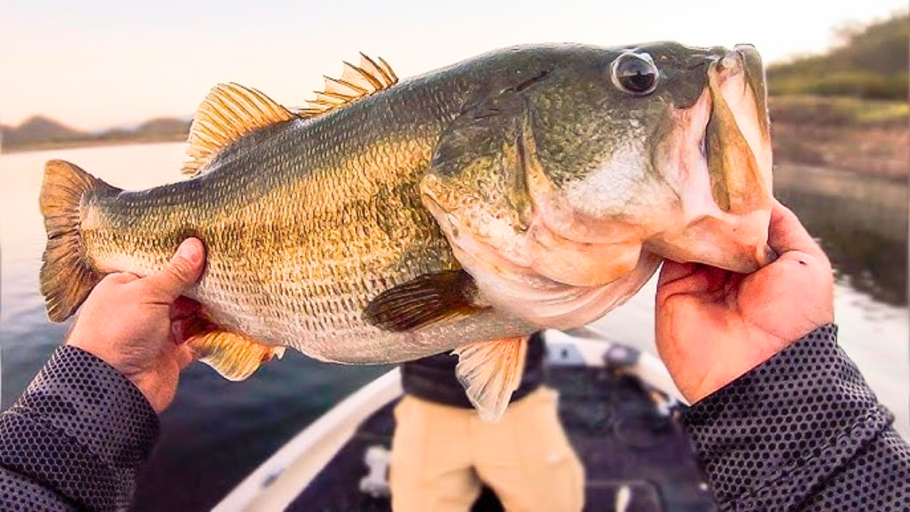 10 Simple Adjustments That Help You Catch Bigger Bass