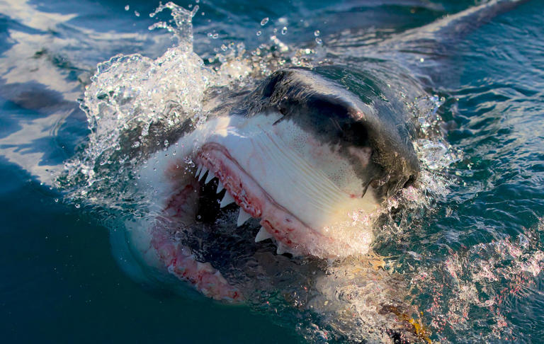 When is Shark Week 2025? Here's the schedule and where to watch