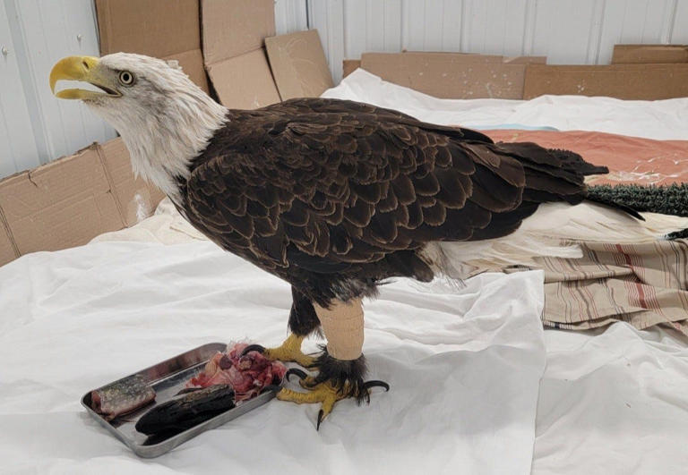 A bald eagle's 'horrendous' injury was healed with this surprising ...