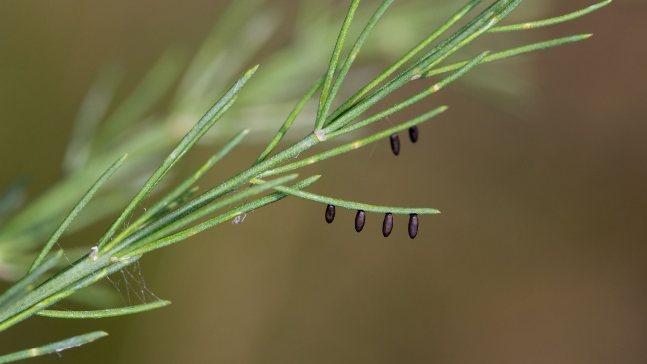 5 Simple Steps To Asparagus Beetle Control