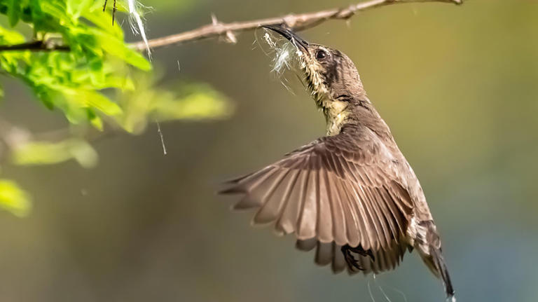 How To Make A Cool DIY Bird Feeder Out Of A Repurposed Toilet Paper Tube