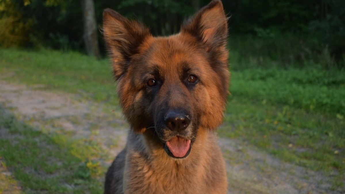 15 amazing German Shepherd variants that will surprise you