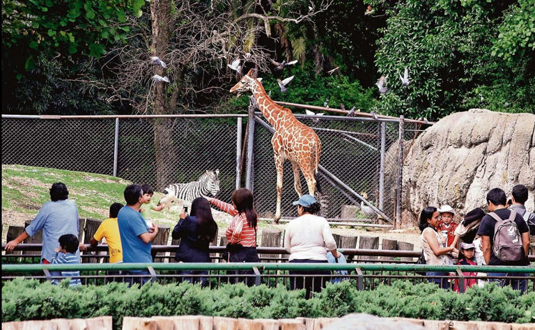 FOTOS: ¡Chapultepec está de fiesta! El considerado “Zoológico Nacional ...
