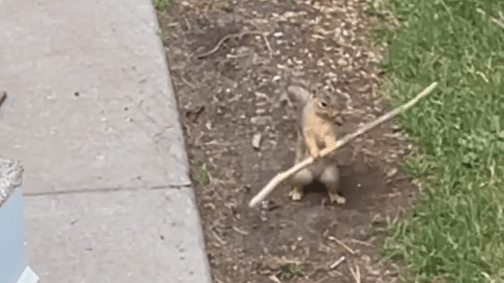 We Don't Know What This Squirrel Is Training For, But He's Doing An ...