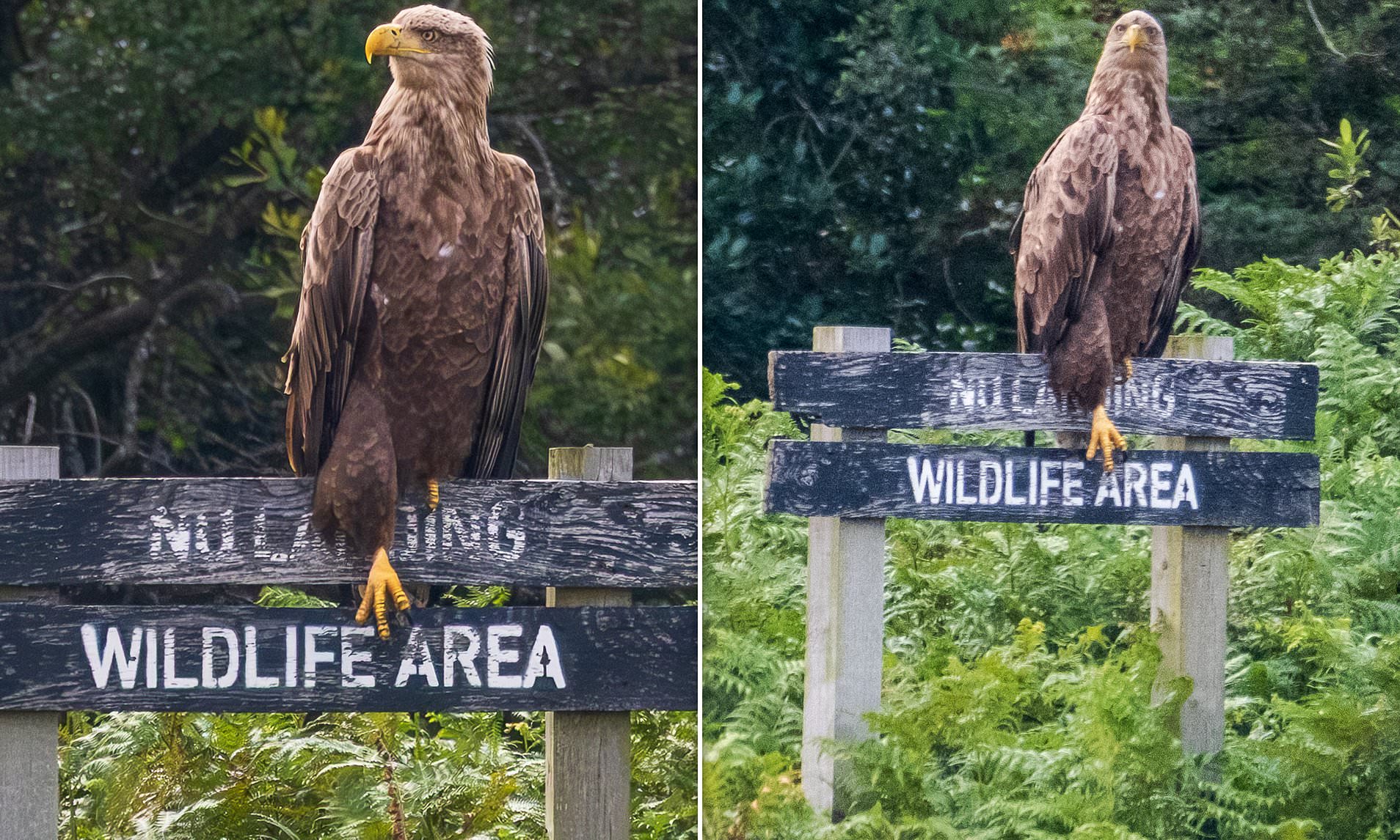 The eagle has landed! Hilarious moment bird of prey ignores 'no landing ...