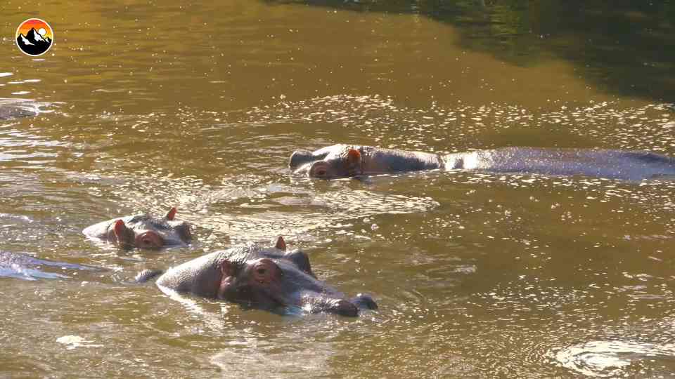 Mark Vins reveals Africa's deadliest animal: The hippo