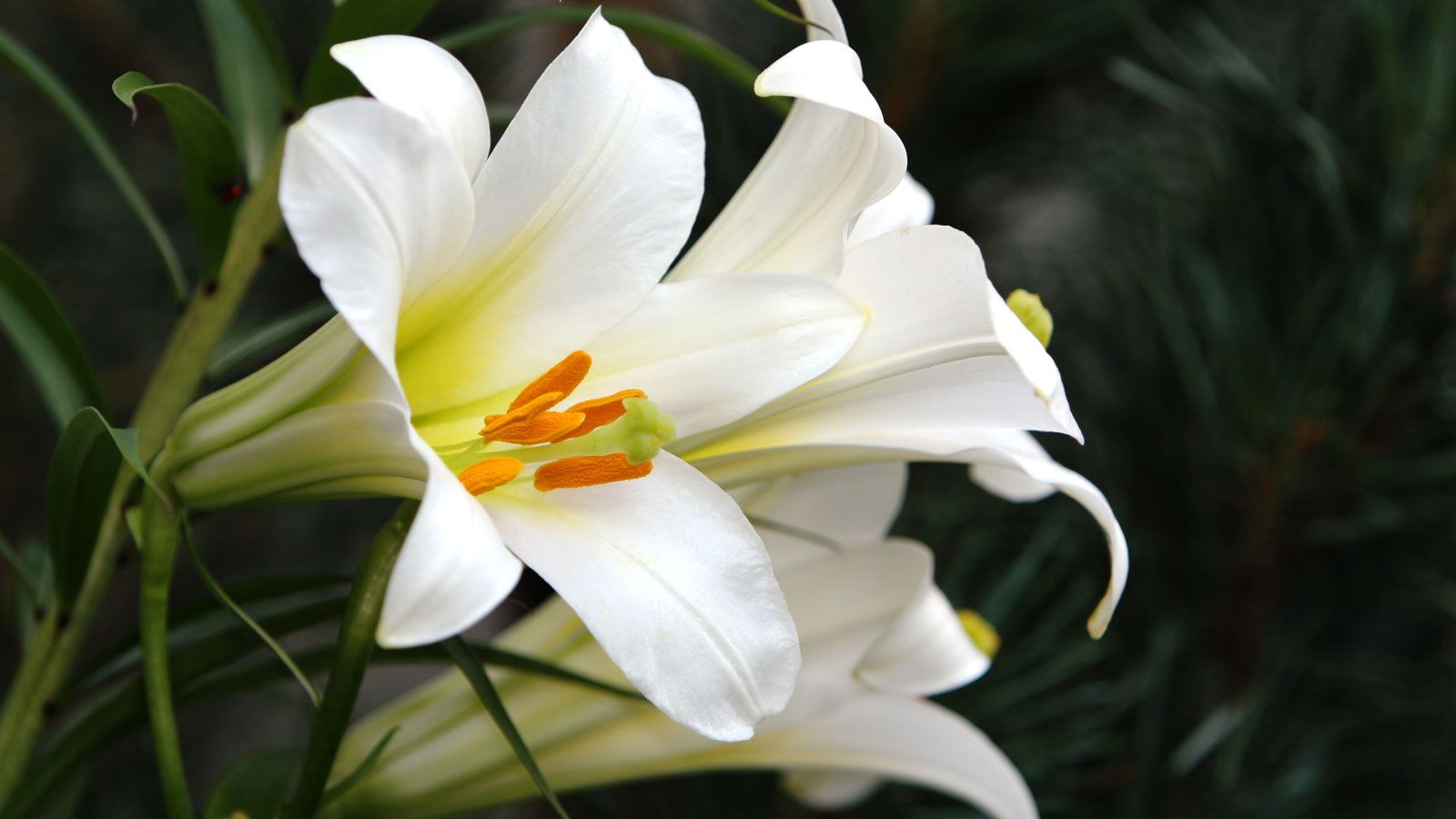 How to grow lilies in pots – expert tips for dramatic floral displays ...