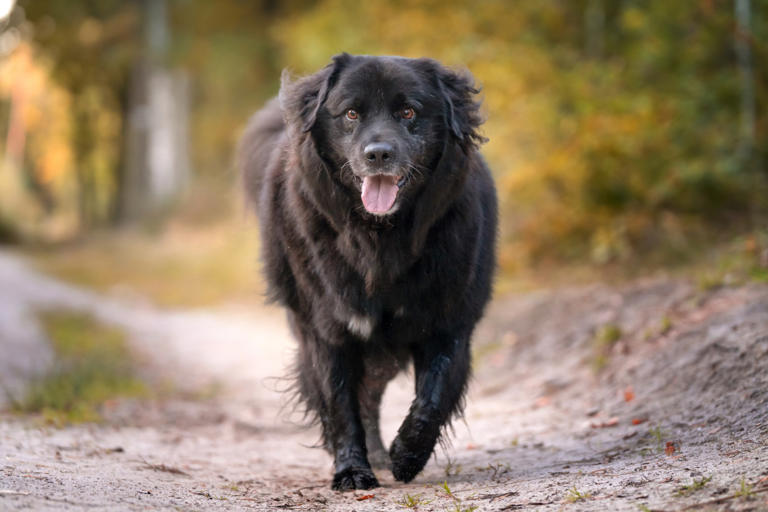 7 Big Fluffy Dog Breeds That Are the Ultimate Cuddle Buddies