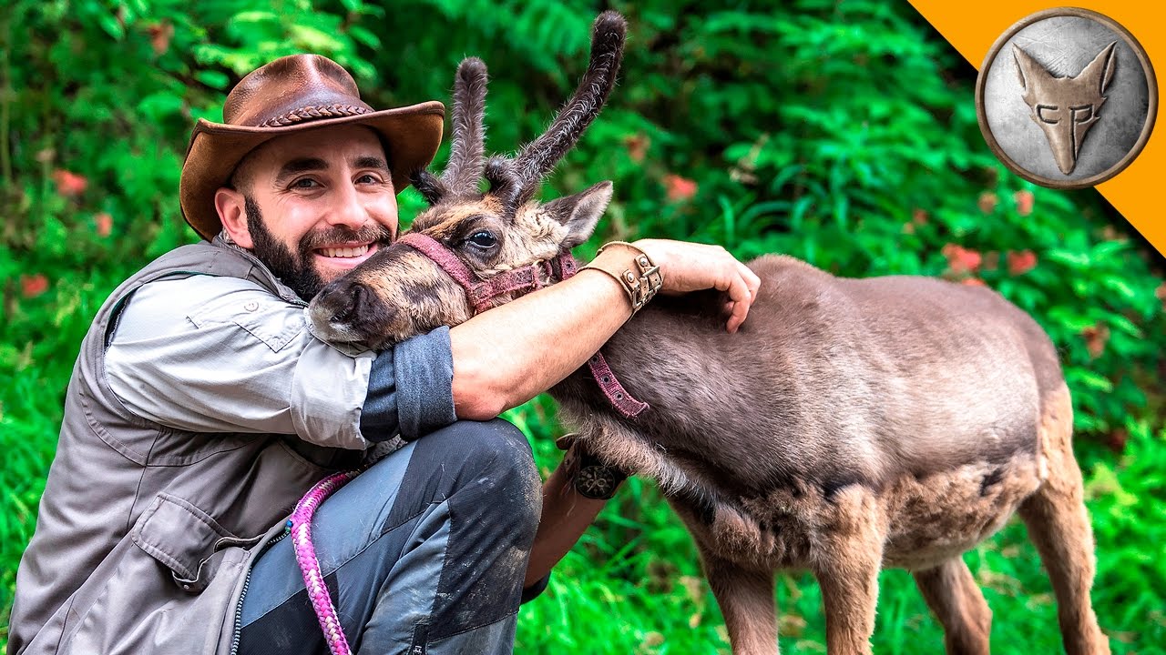 The Heartwarming Hugs of a Baby Reindeer: An Adorable Display of Affection