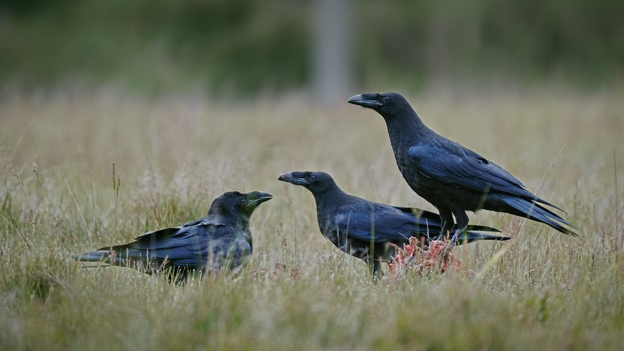 Ravens Feasting on a Deer at Dawn ~ Corvus corax 🦅🌅