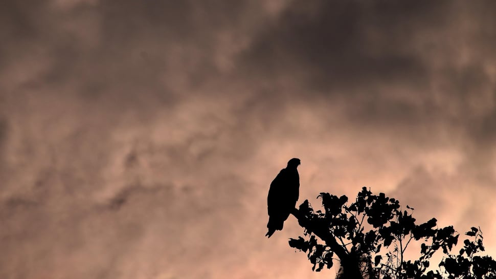 Straight Out Of A Horror Movie: THESE Birds Can Make You Shiver With ...