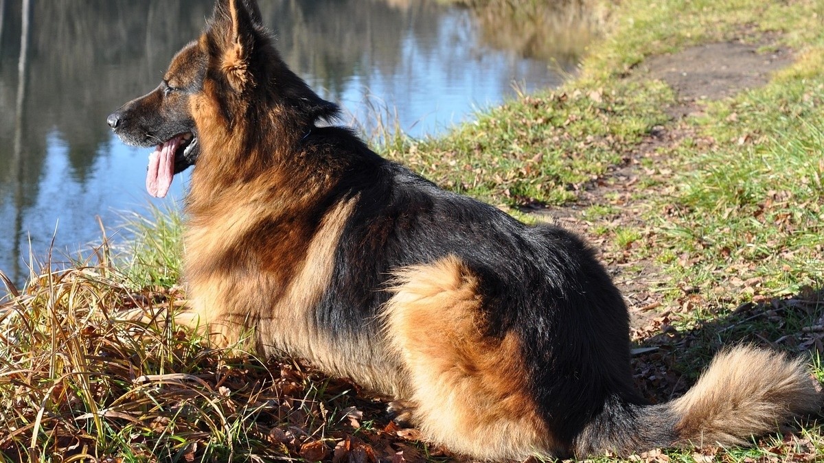 15 amazing German Shepherd variants that will surprise you