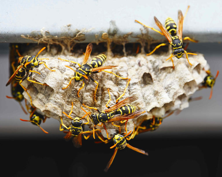 6 things that turn your backyard into a wasp magnet
