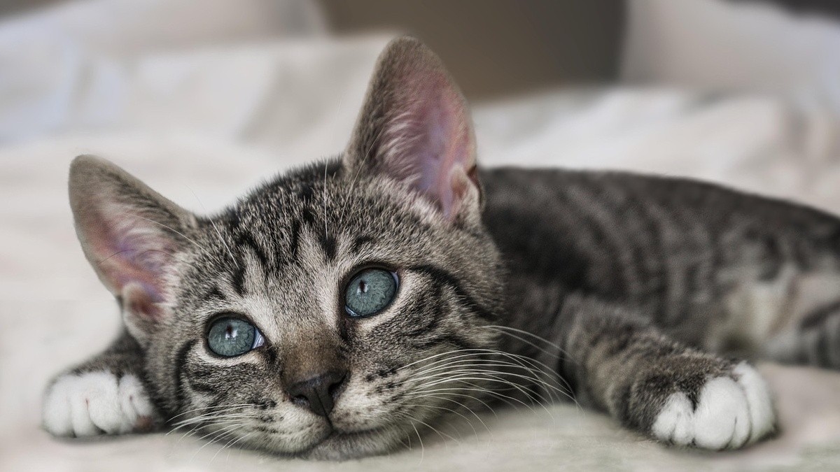 8 things your cat does with a lot of love to protect you and you didn't ...