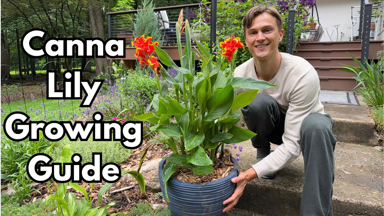 CANNA LILY Care - How to Grow Cannas for Months of Flowers