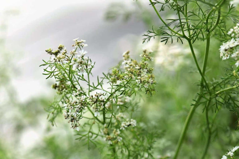 Cilantro: Propiedades, Beneficios, Usos y Guía Completa para su Cultivo ...