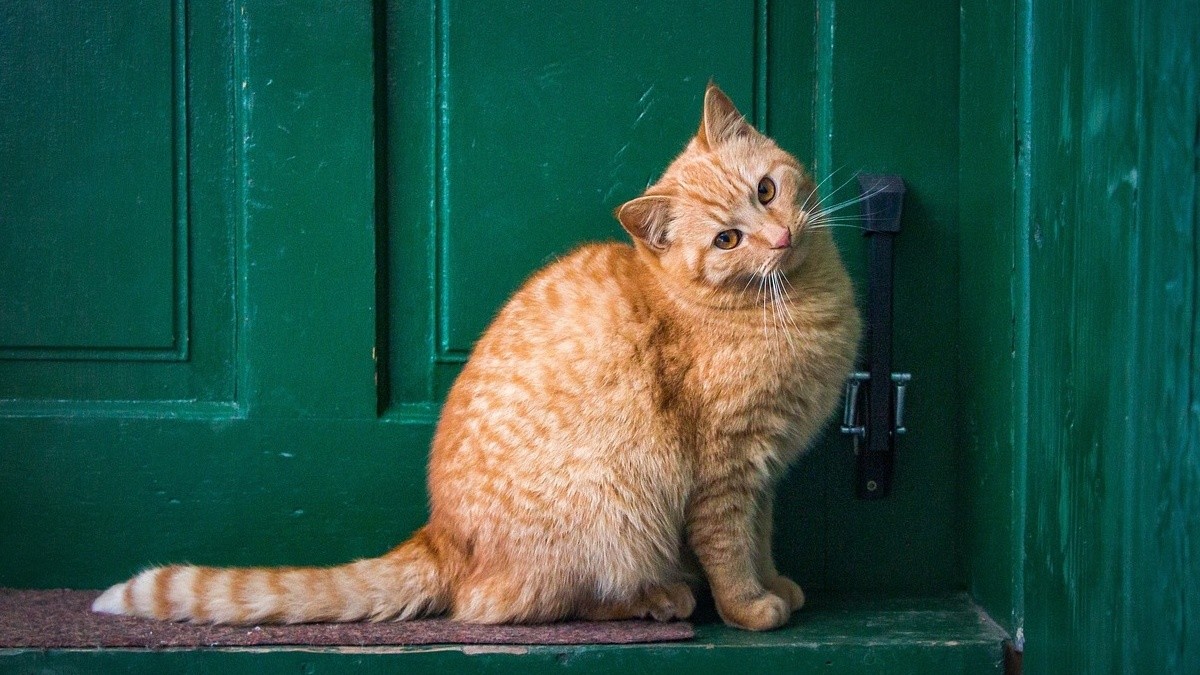 8 interesting facts that will help you understand why cats are so majestic